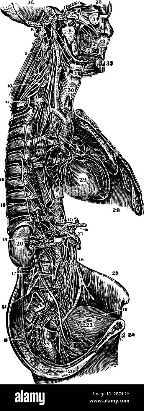 This illustration represents The Sympathetic Nervous System, vintage ...