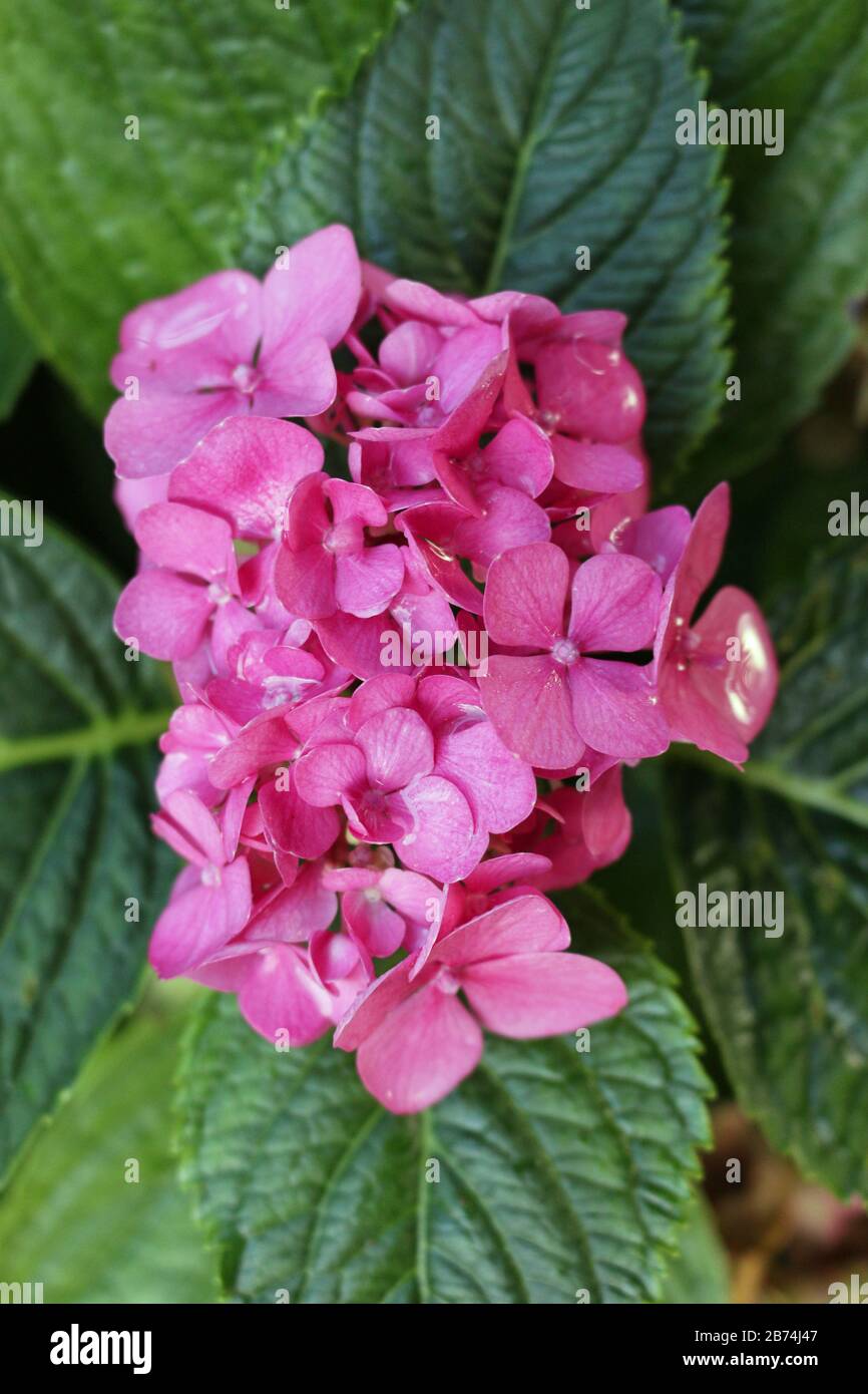 Pink mophead Hydrangea, Hydrangea macrophylla, flowers with rain drops ...