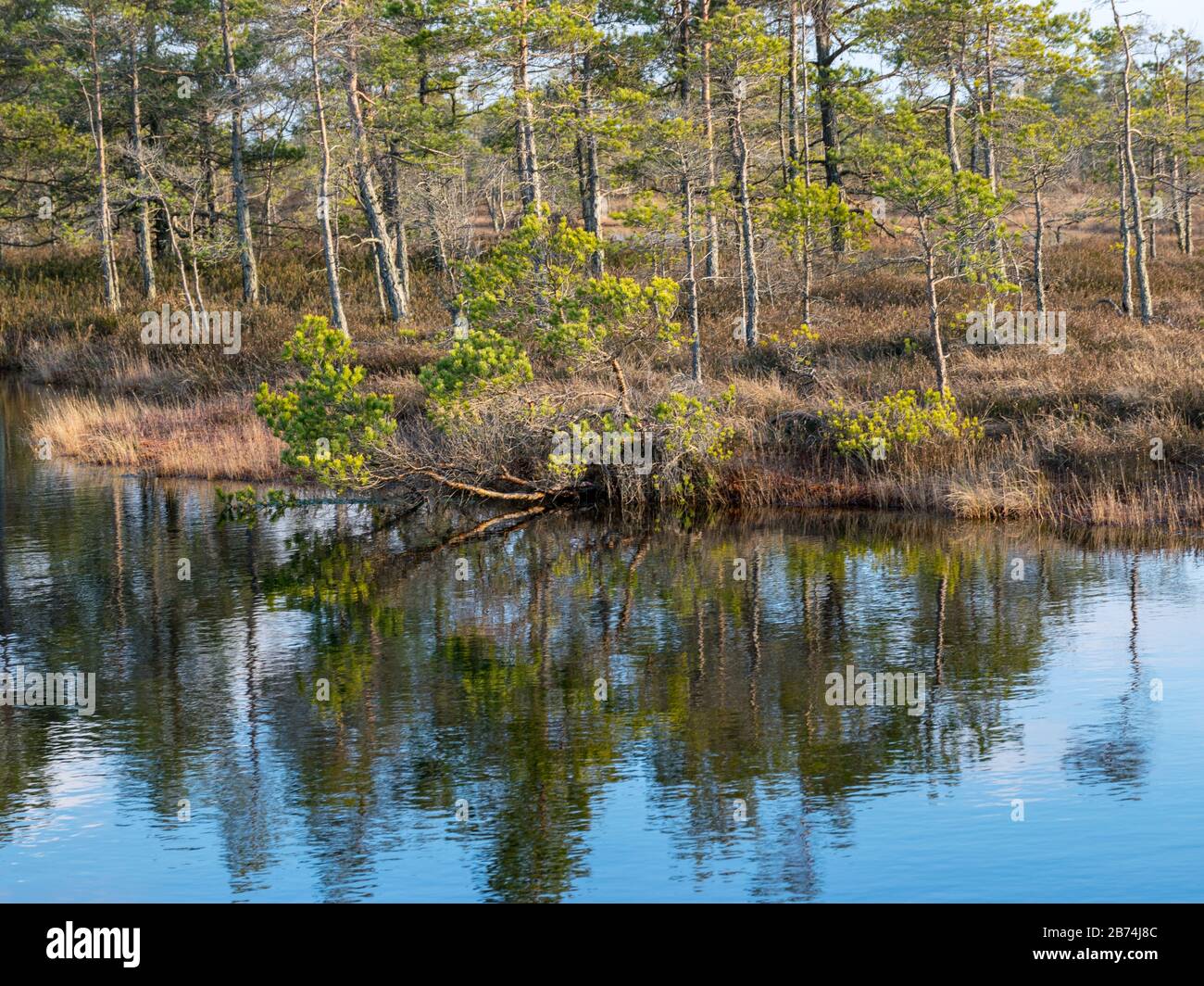 Still water with trees in the swamp land of Kemeri National Park in ...
