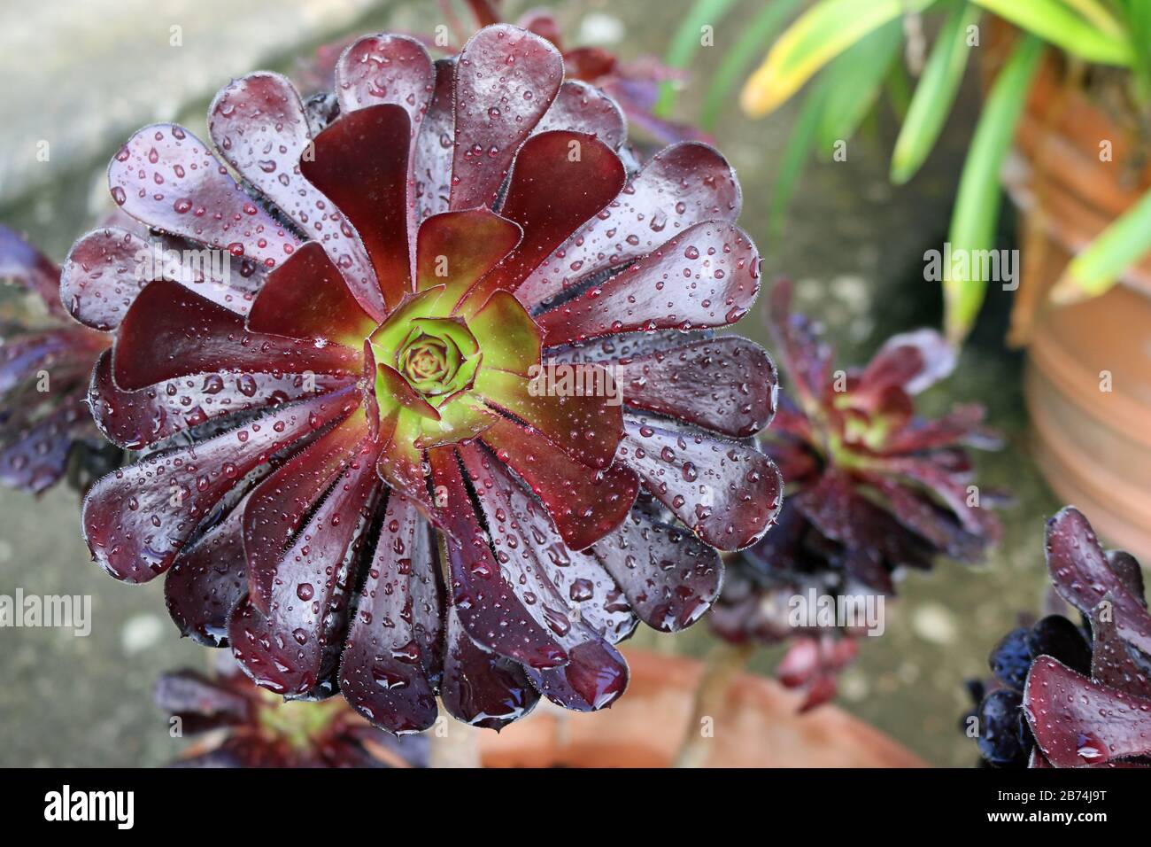 Purple tree houseleek, Aeonium arboreum variety atropurpureum,with ...