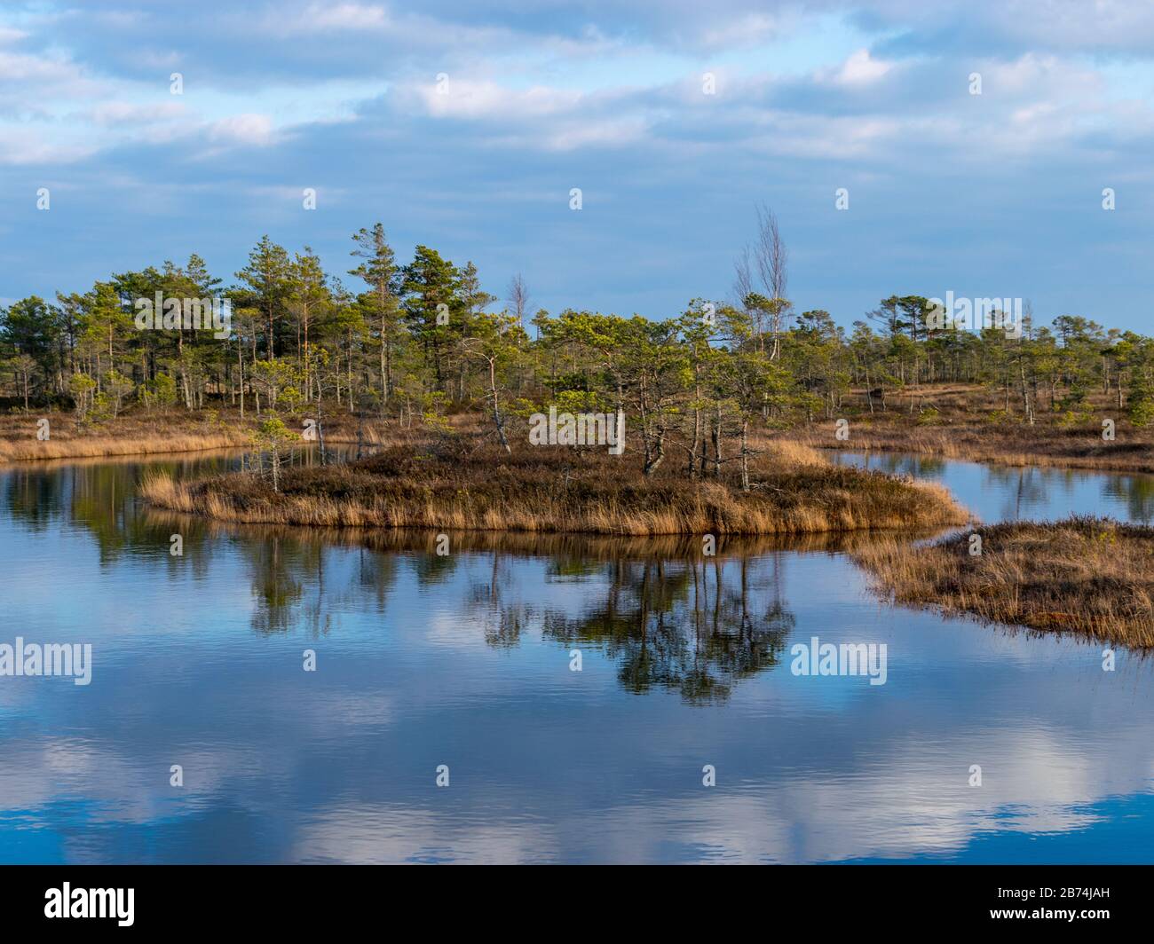 Swamp land hi-res stock photography and images - Alamy