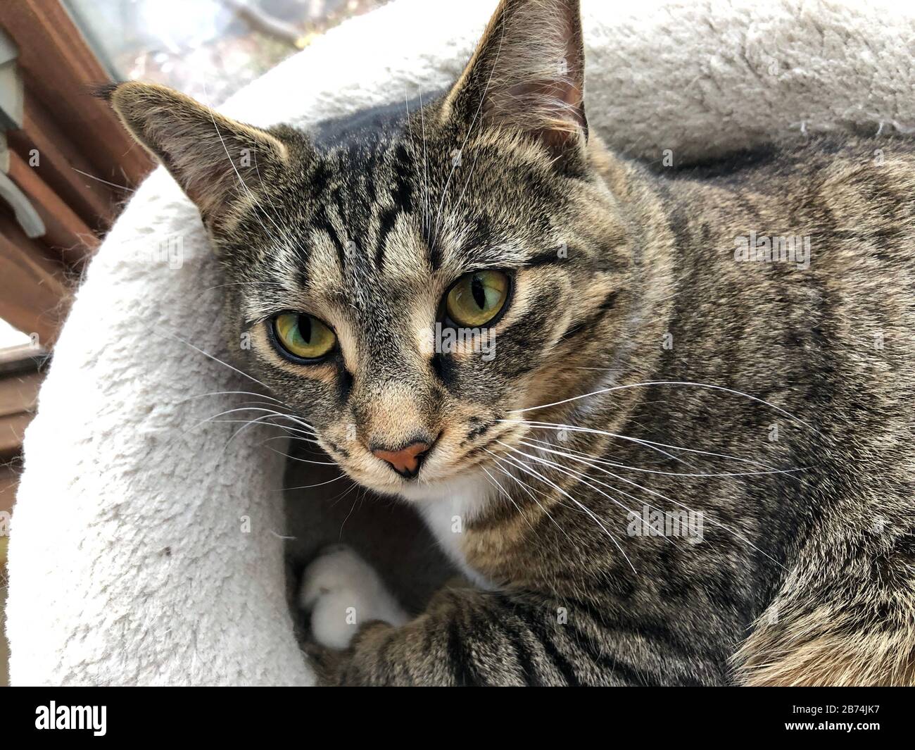 Tabby relaxing hi-res stock photography and images - Alamy