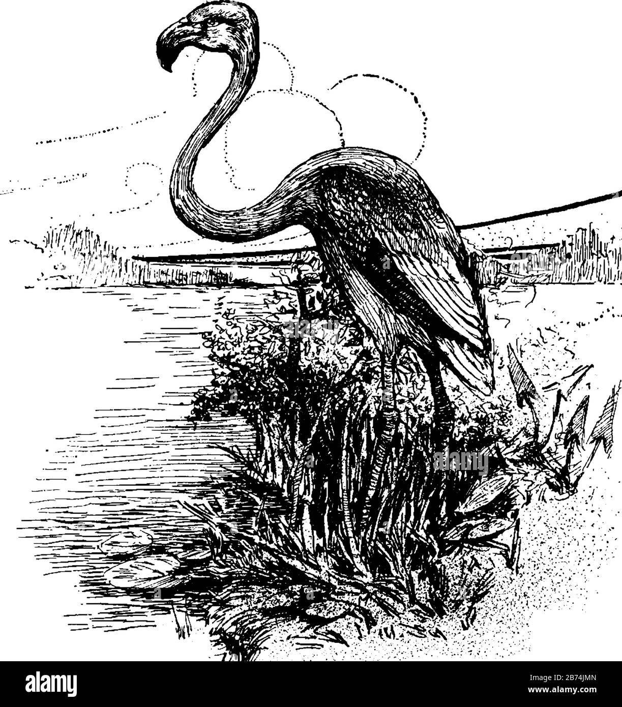 A bird near the water, vintage line drawing or engraving illustration ...