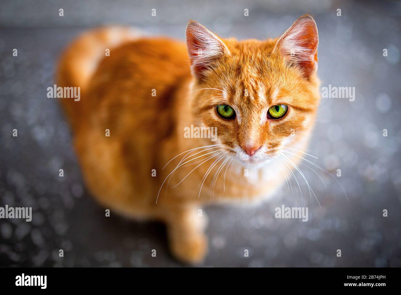 Readhead cat hi-res stock photography and images - Alamy