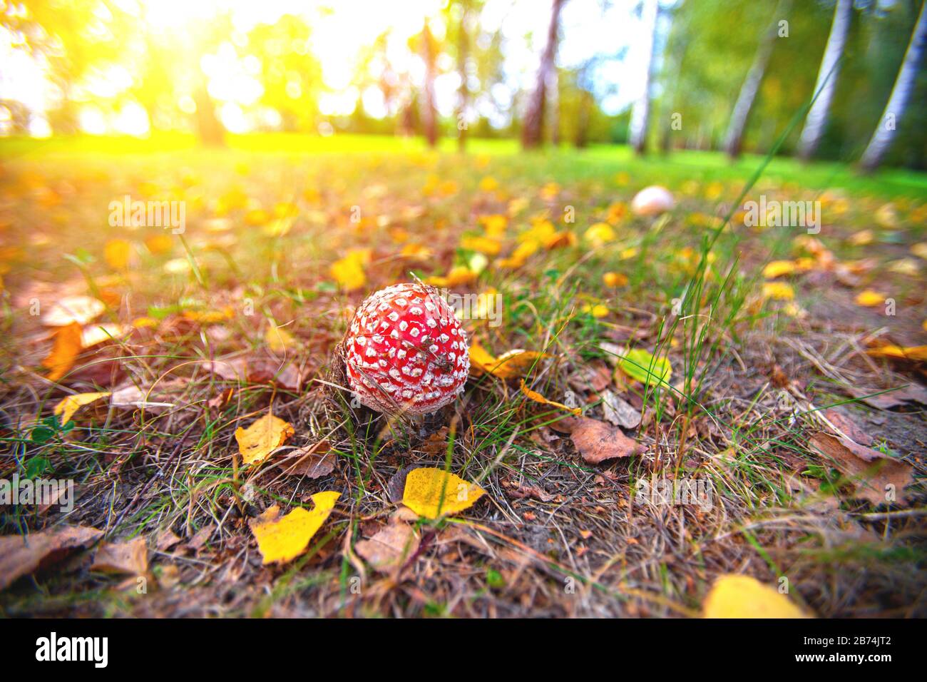 Nature photo art toadstool hi-res stock photography and images - Alamy