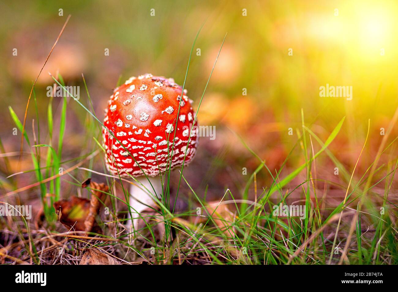 Nature photo art toadstool hi-res stock photography and images - Alamy