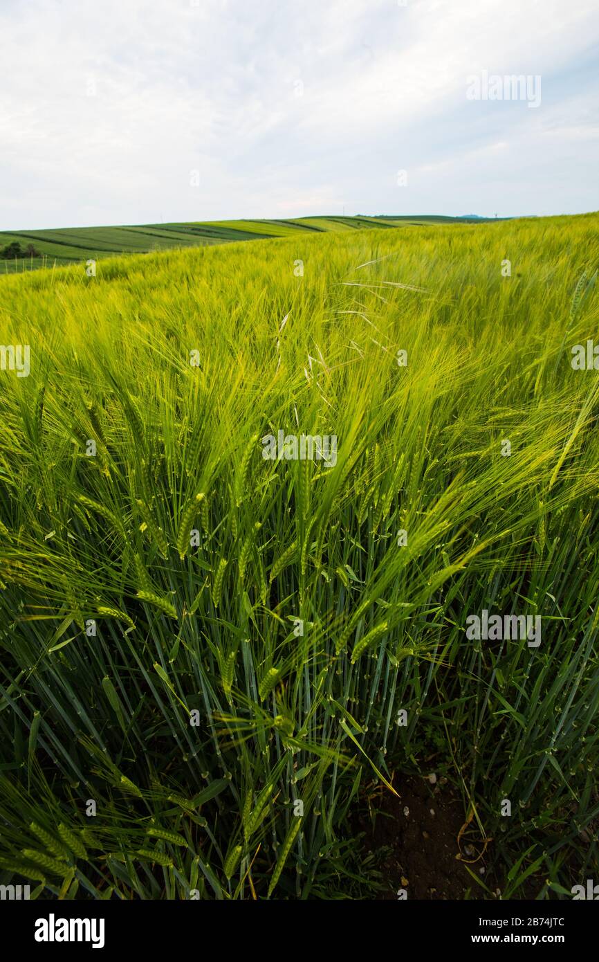 countryside field, sunny day in the countryside Stock Photo - Alamy
