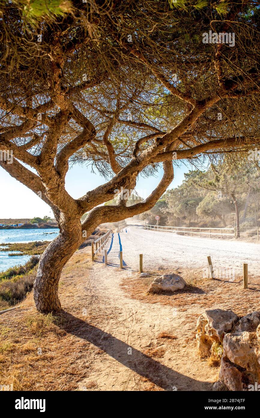lonley tree coast of the portugal Stock Photo - Alamy