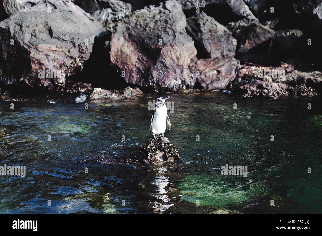 Cute lone Galápagos penguin stands on a rock in the Galapagos Islands ...