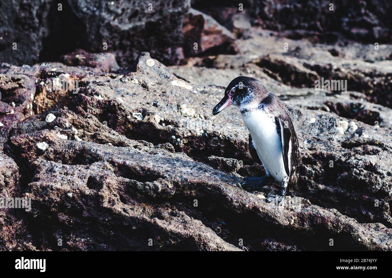 Cute lone Galápagos penguin stands on a rock in the Galapagos Islands ...