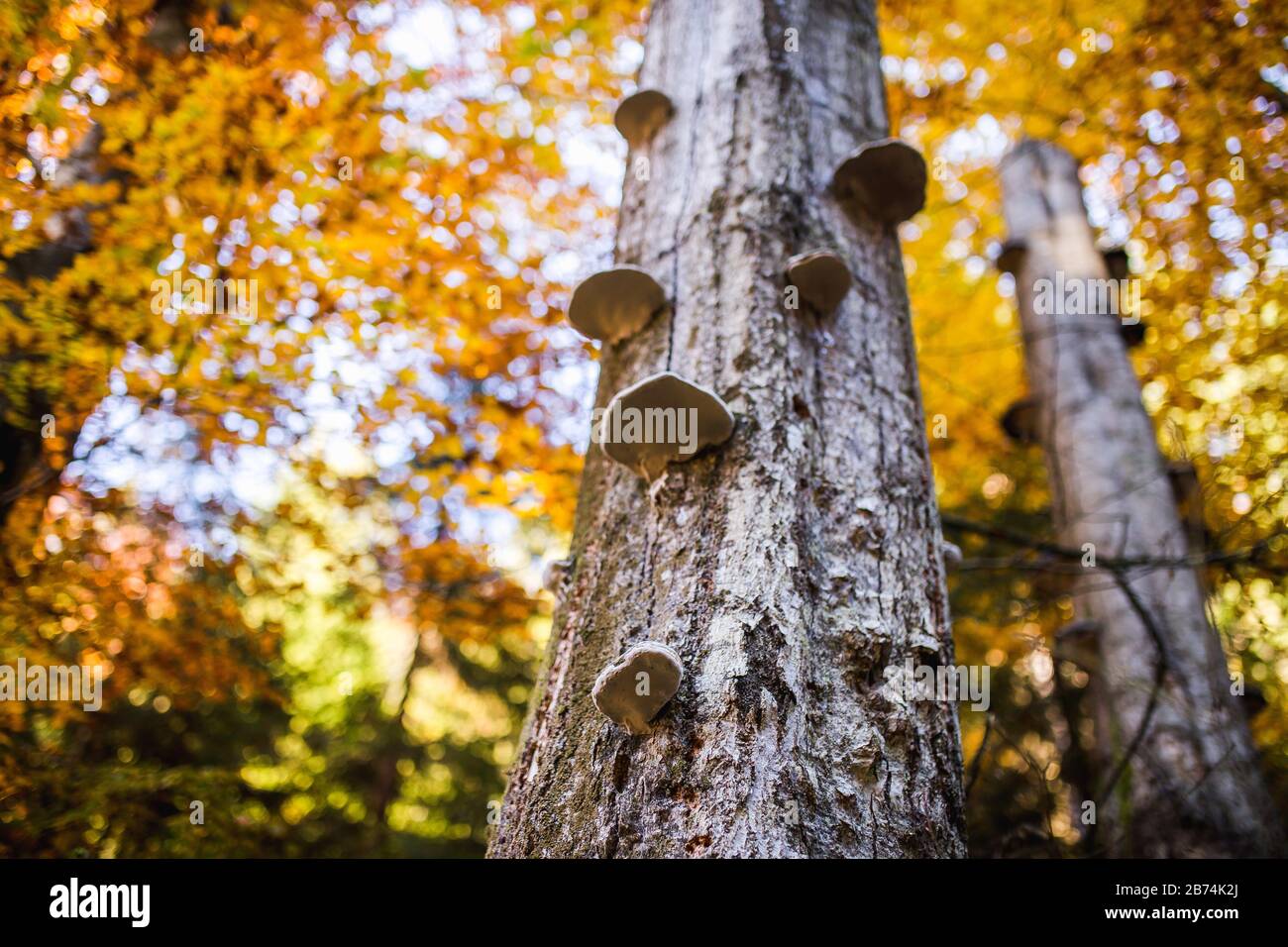 autumn tree with a hub Stock Photo - Alamy