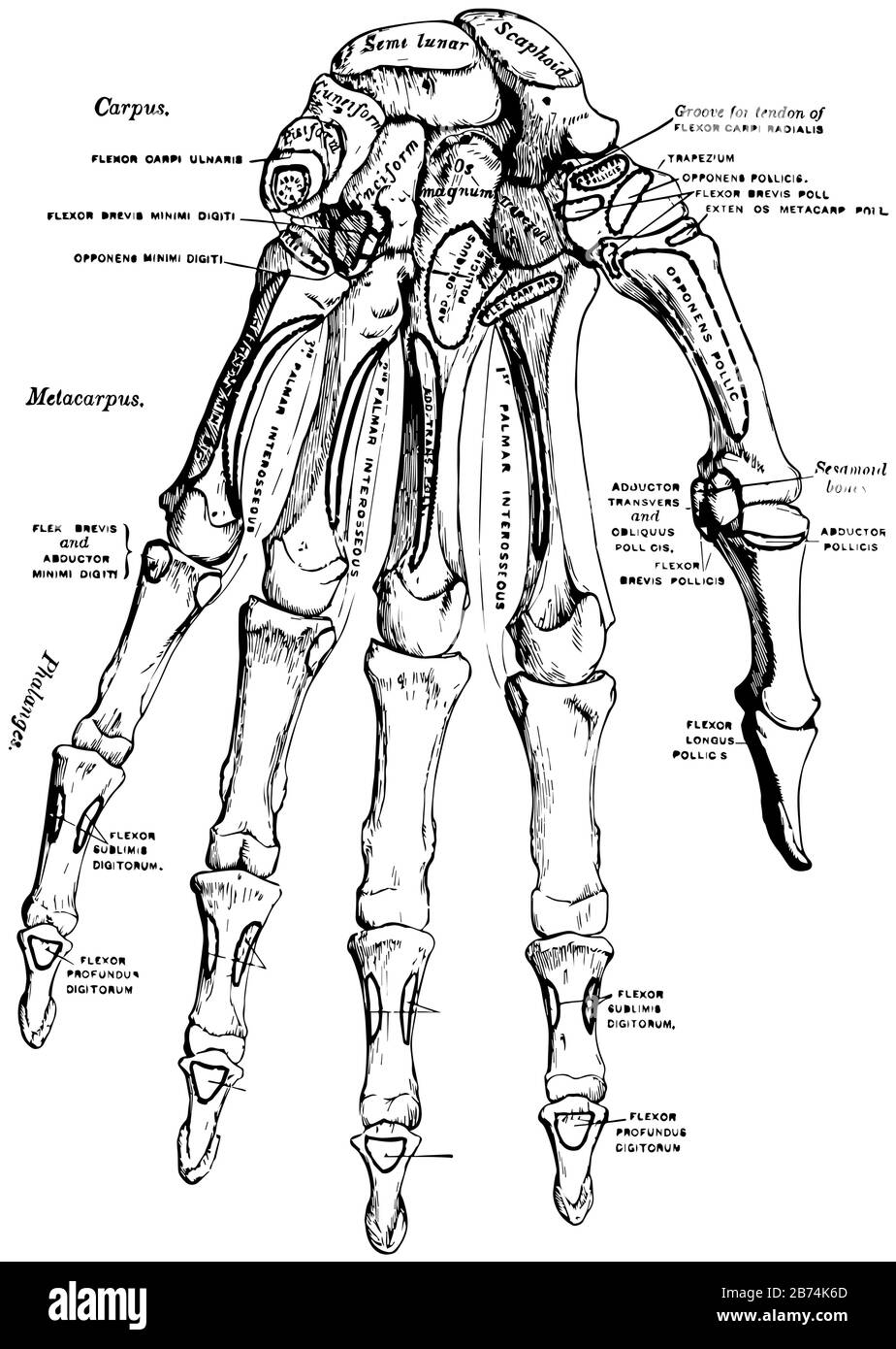 Illustration represents black hand Cut Out Stock Images & Pictures - Alamy