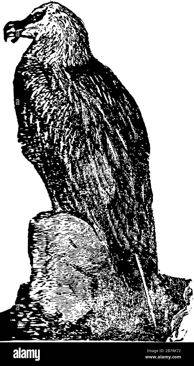 Bird native to europe Black and White Stock Photos & Images - Alamy