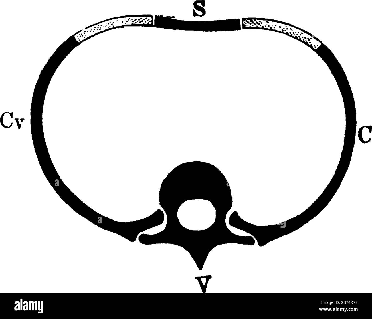 This illustration represents Segment of the Axial Skeleton, vintage ...