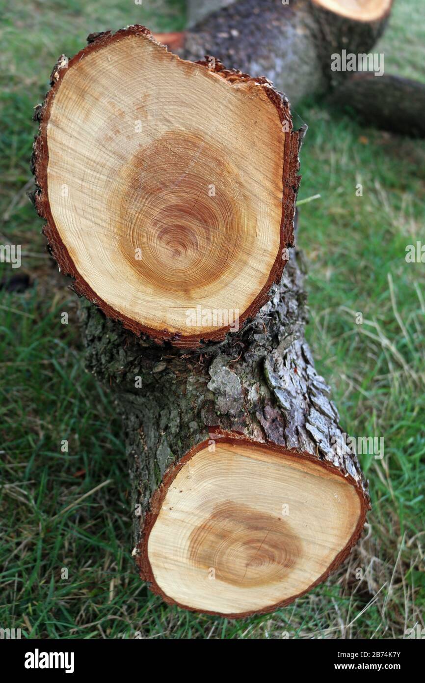 Cross sections of a recently cut conifer tree branch with annual growth ...