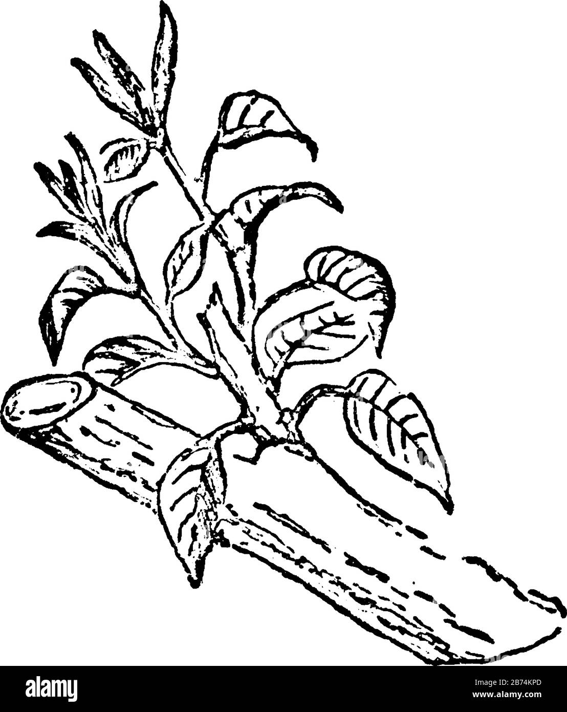 This illustration represents Summer Pruning which is very necessary in ...