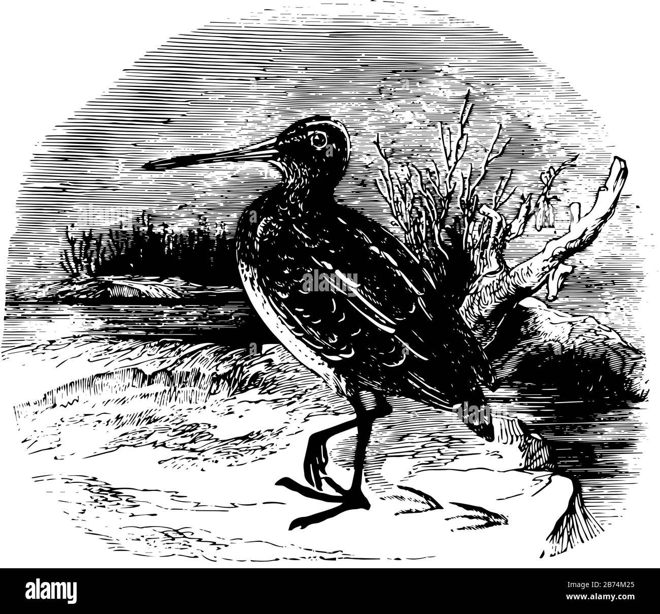 European Snipe migrates as far south as Egypt and Asia minor during the ...