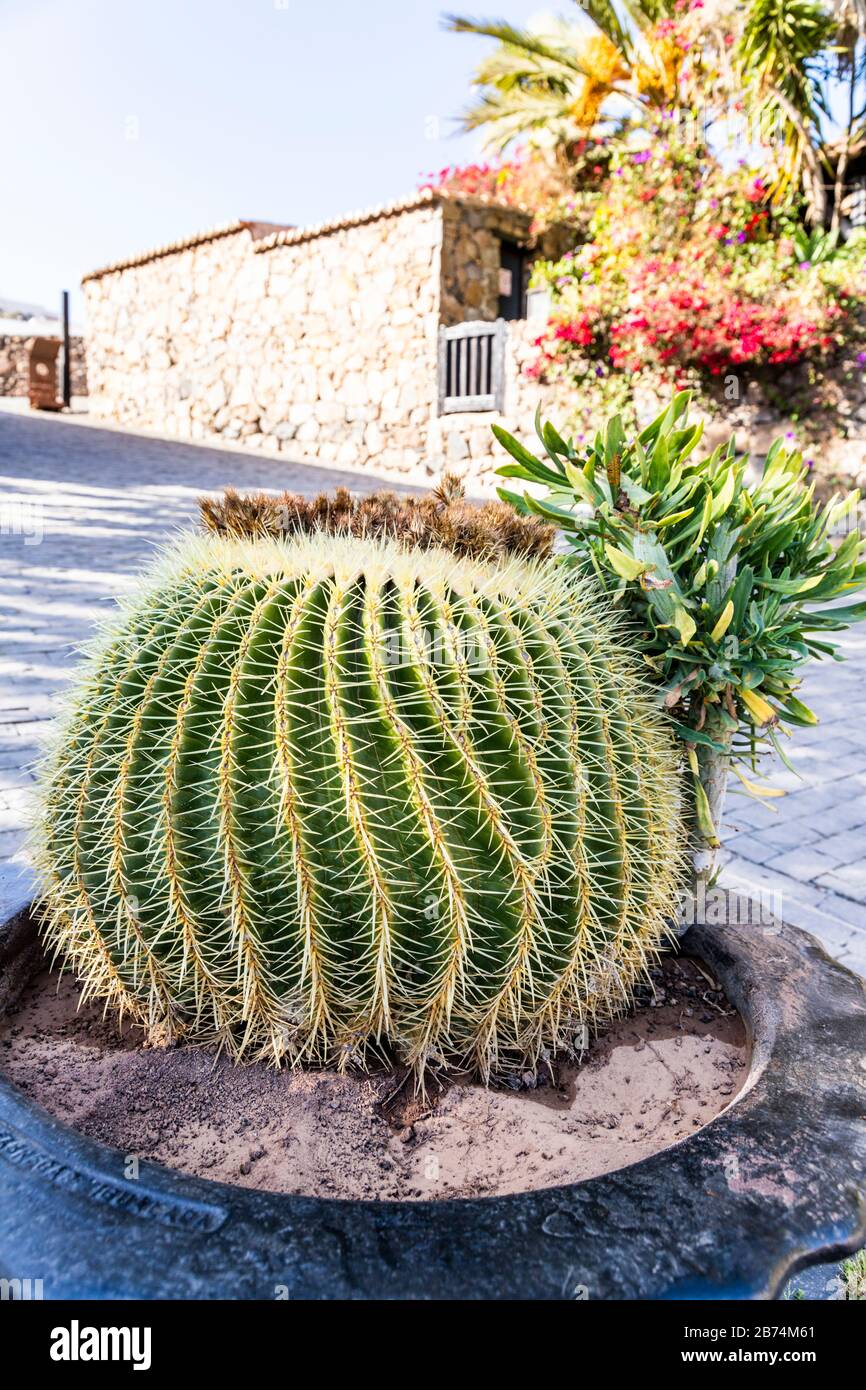 A large and prickly cactus in the small town of Betancuria, the ancient ...