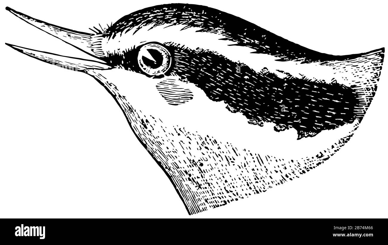 Nuthatch illustration Stock Vector Images - Alamy