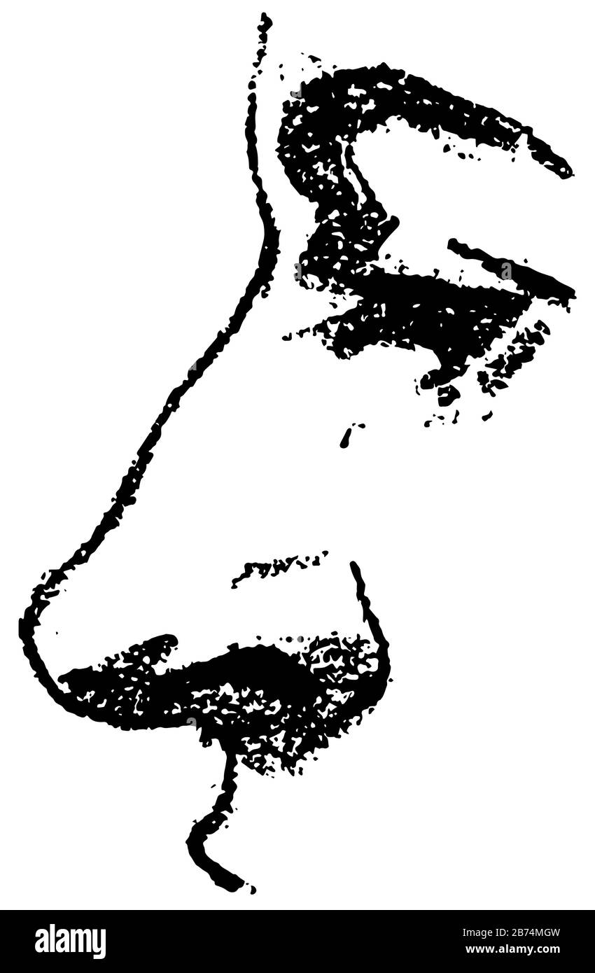 This illustration represents Nose, vintage line drawing or engraving ...