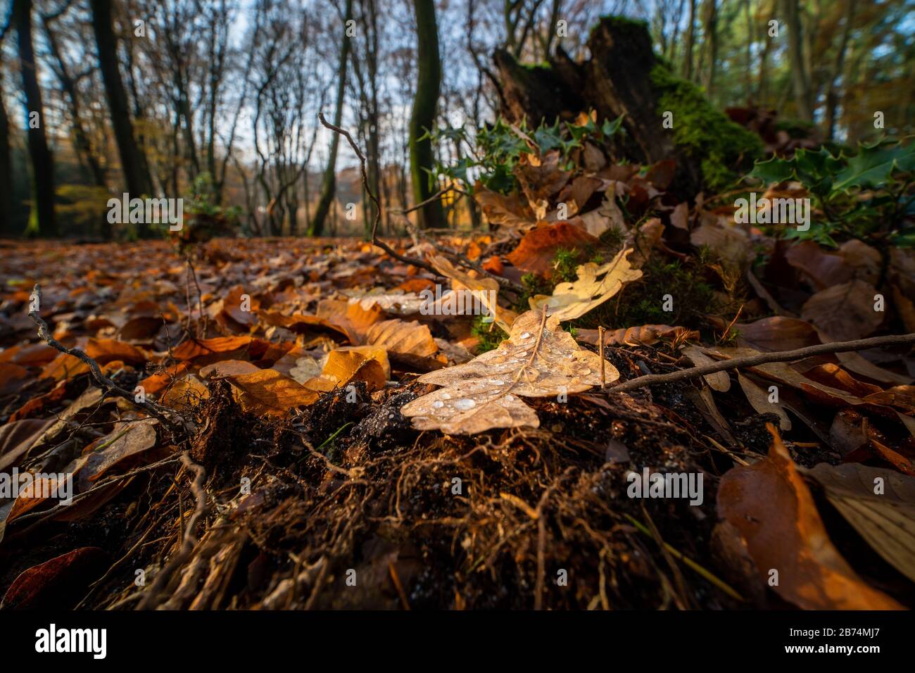 Closeup shot of fallen oak leaves on the forest floor during autumn ...