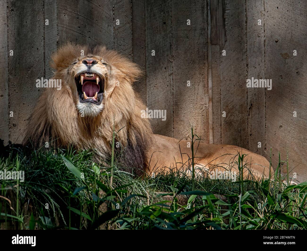 Tired Lion Stock Photo - Alamy