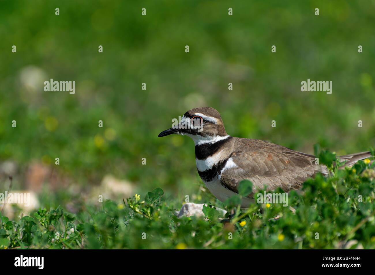 Killdeer bird hi-res stock photography and images - Alamy