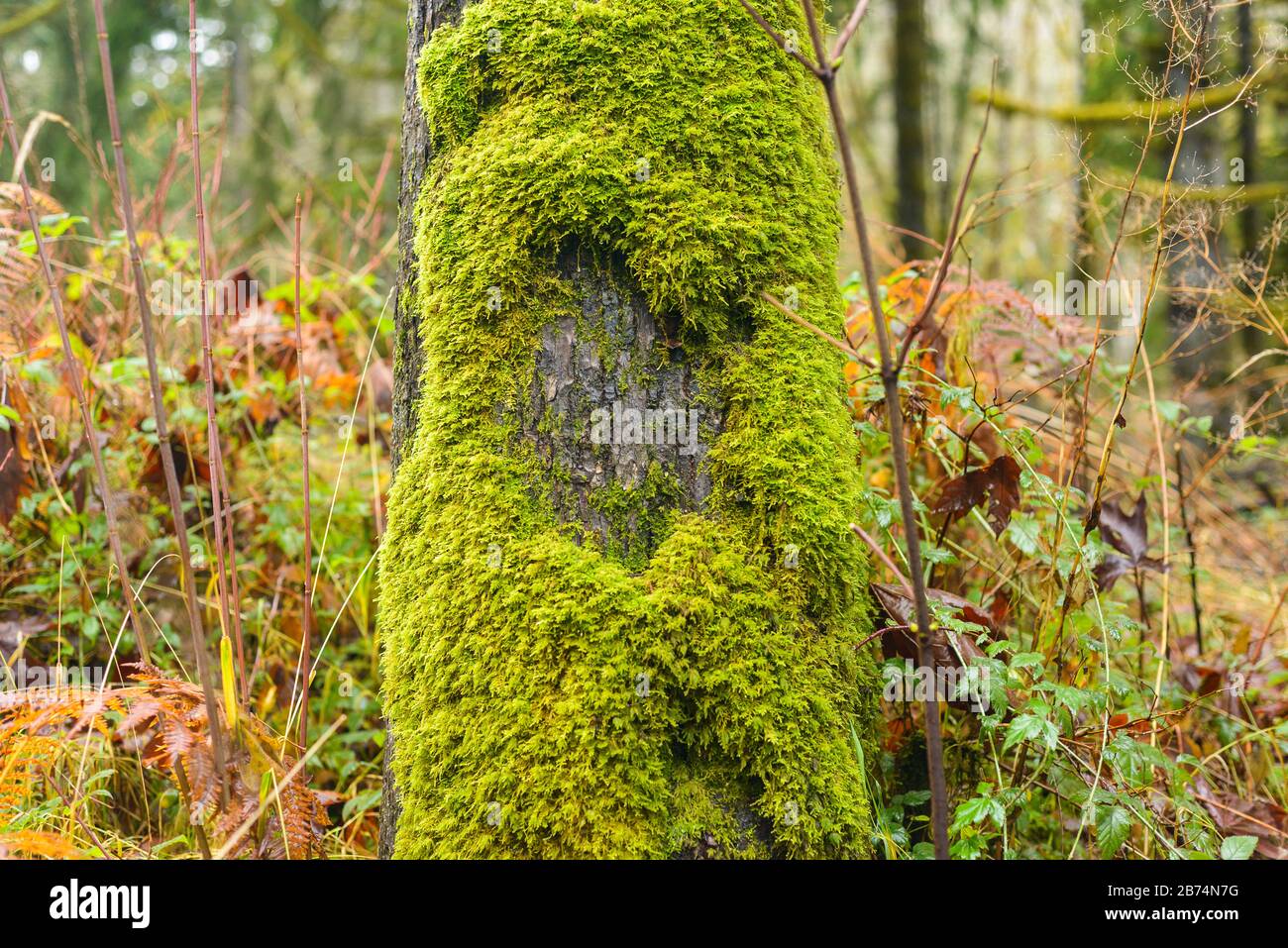 Moss Covered Tree Bright Green Stock Photo - Alamy