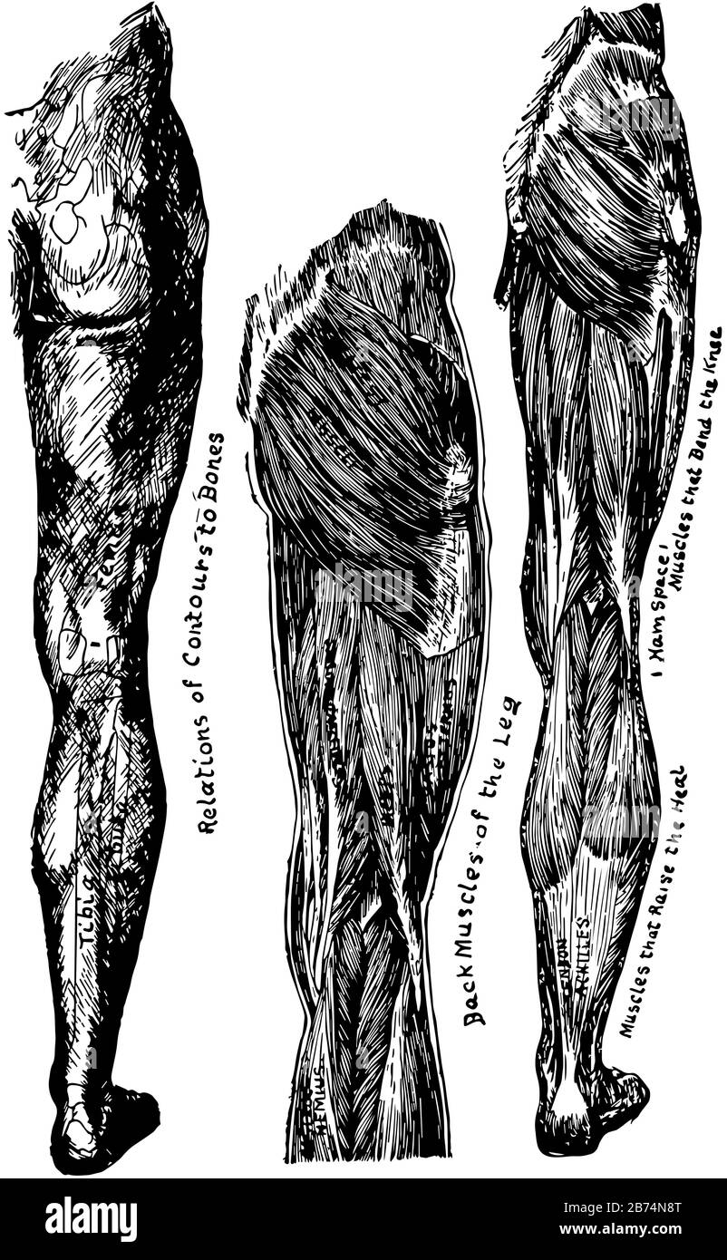 Back view of legs outlining bones and showing muscles, vintage line ...