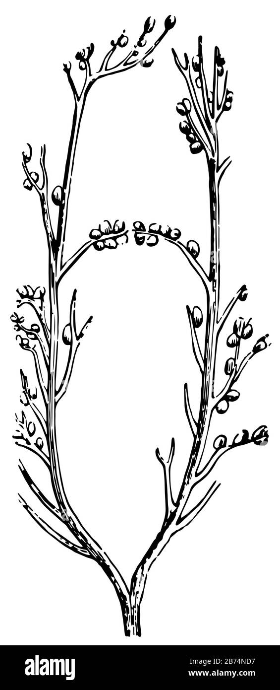 This illustration represents Pacinian Corpuscle, vintage line drawing ...