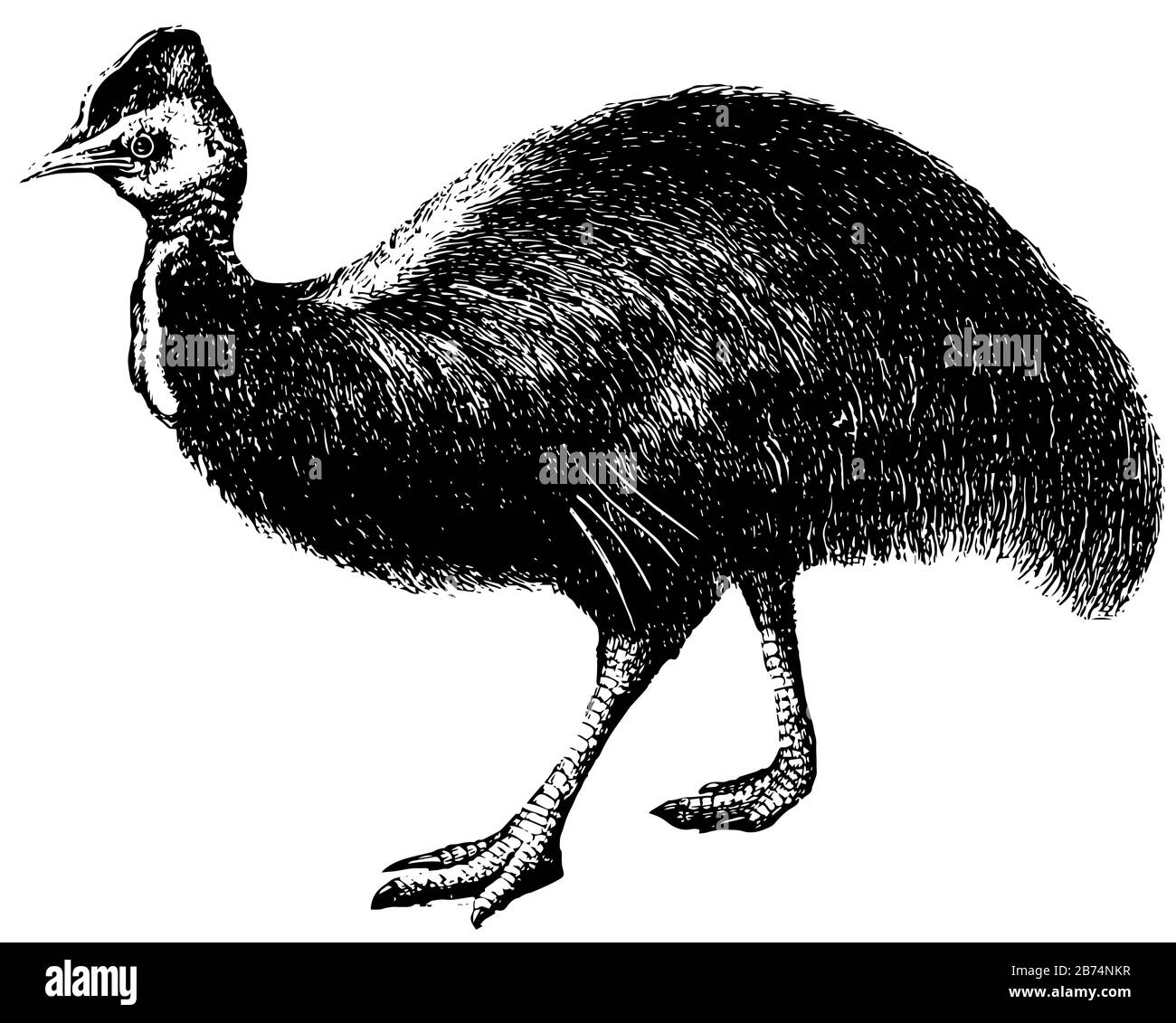 Cassowary is closely related to the ostrich, vintage line drawing or ...