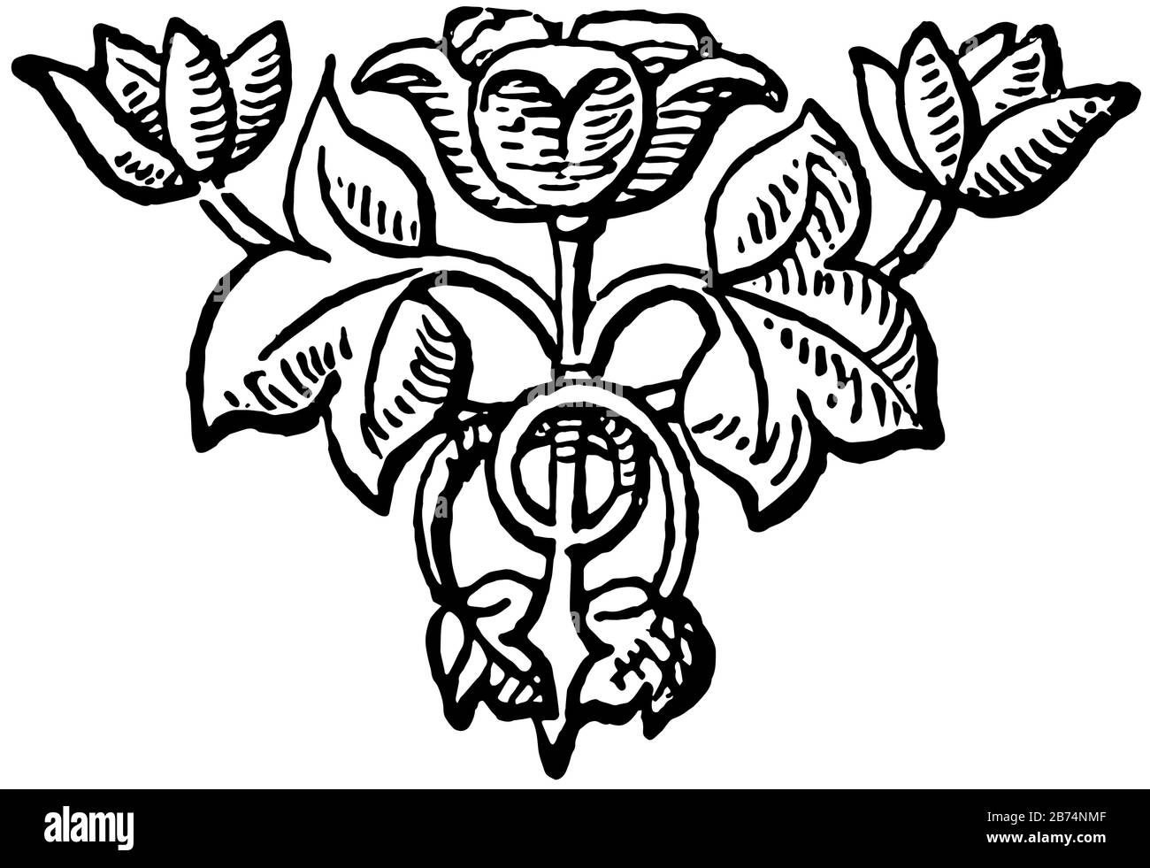 Rose vines Stock Vector Images - Alamy