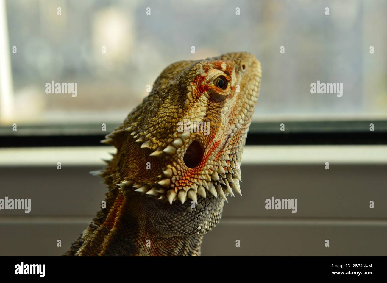 Bearded animal hi-res stock photography and images - Alamy