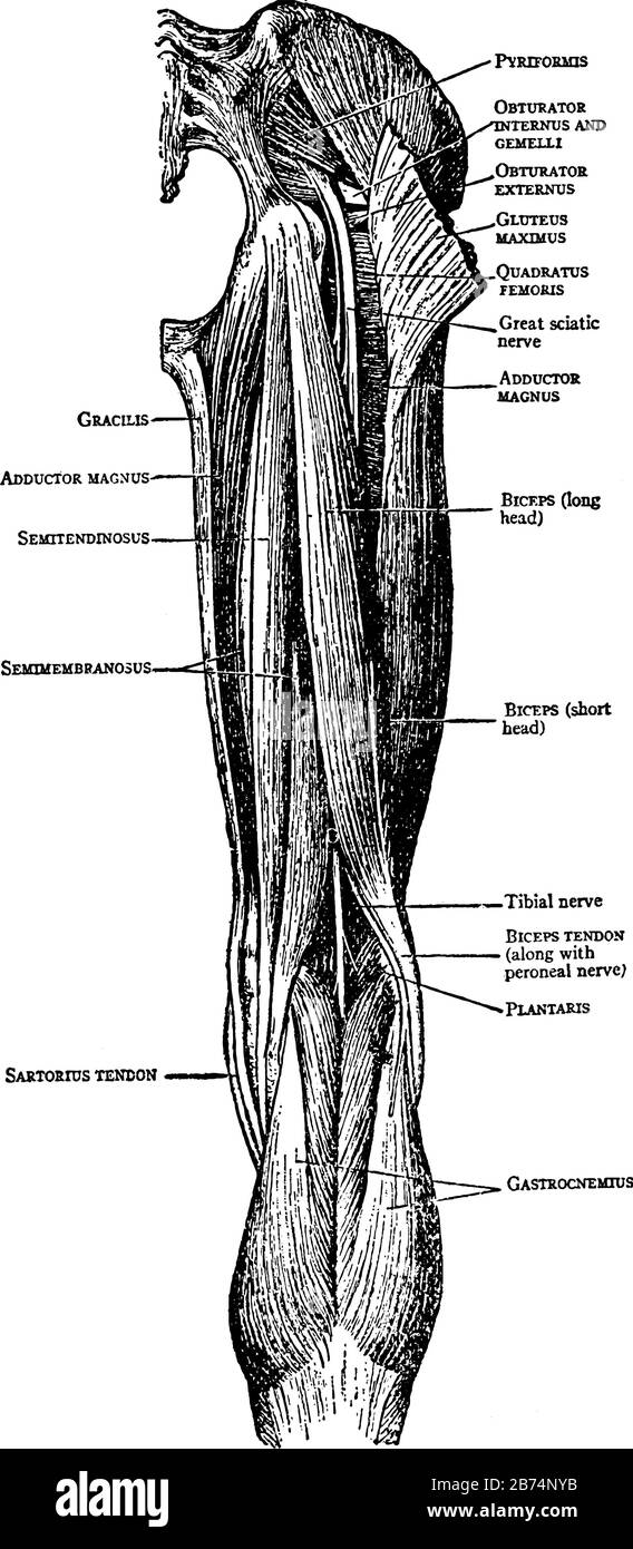 This illustration represents Muscles on the Back of the Thigh, vintage ...