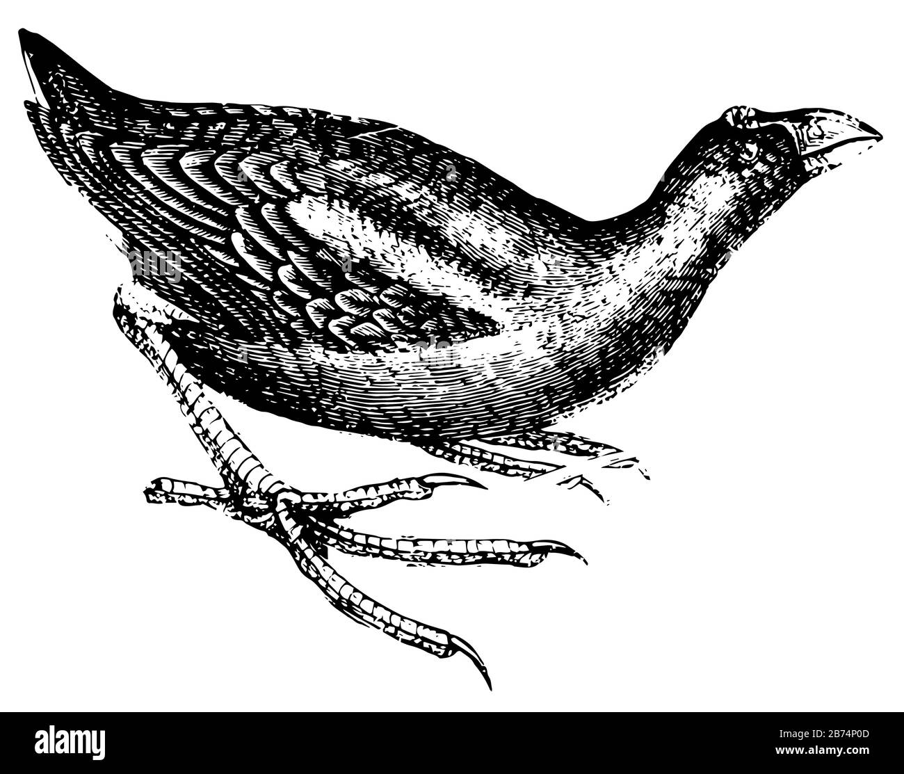 Coot is weak fliers, vintage line drawing or engraving illustration ...