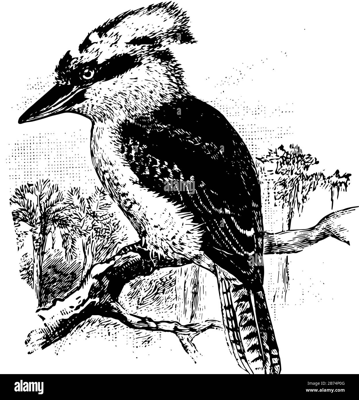 Laughing Kingfisher is a large bird that feeds mostly on fish, vintage ...