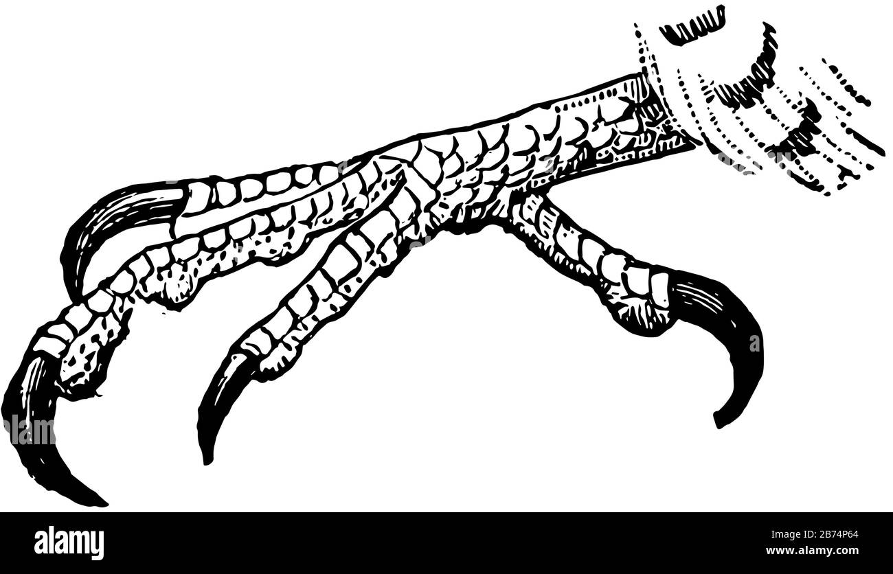 This image represents Gerfalcon Claw, vintage line drawing or engraving ...