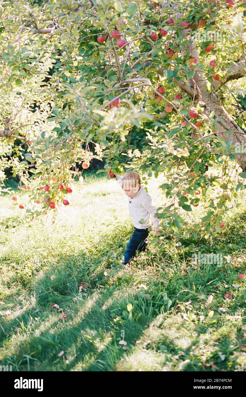 Boy with apple under tree hi-res stock photography and images - Alamy