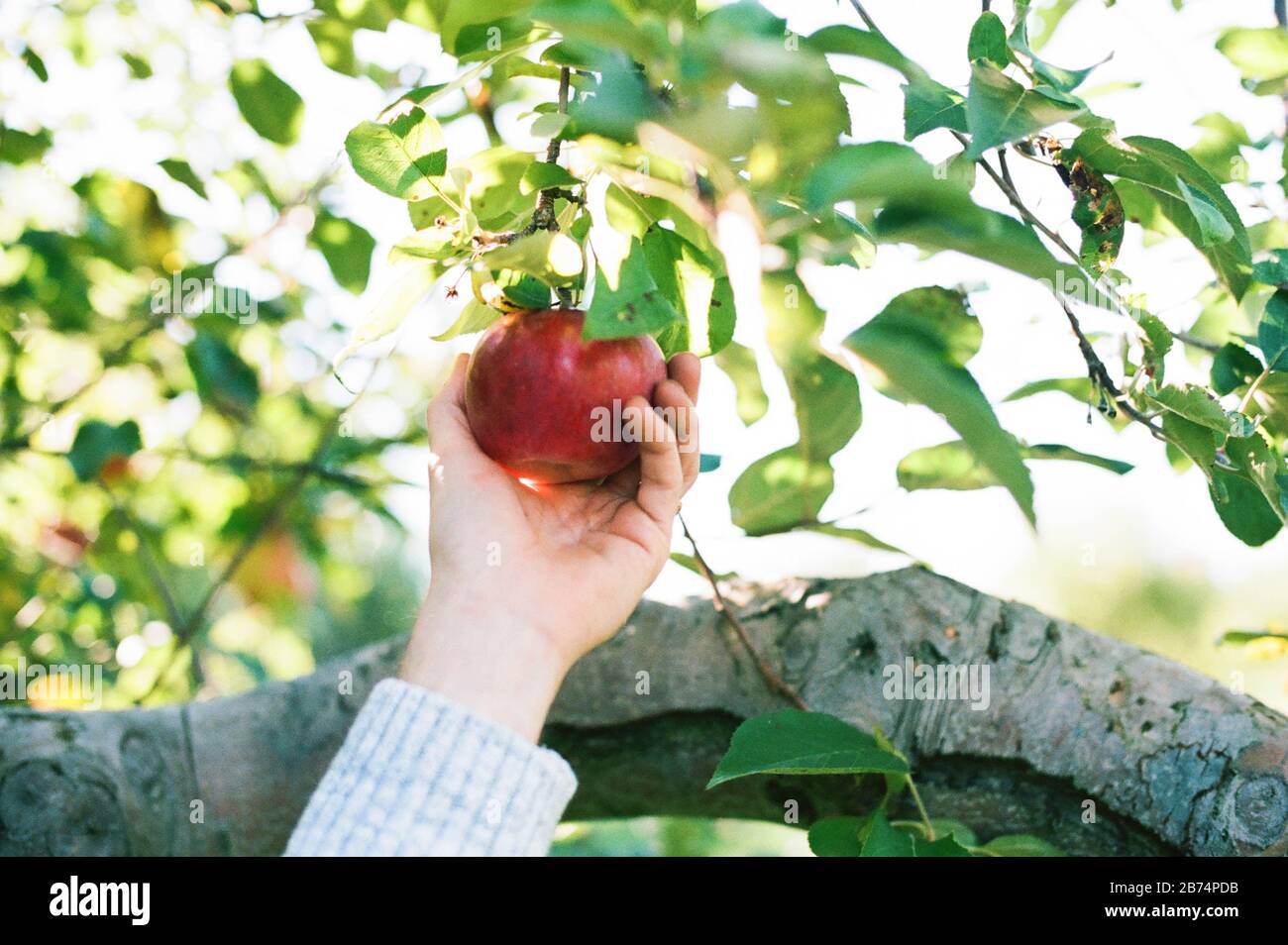 Hand picking hi-res stock photography and images - Alamy