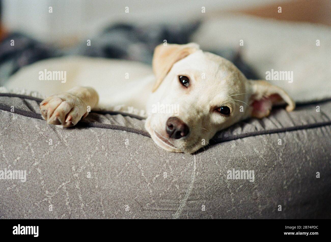 Tired puppy hi-res stock photography and images - Alamy
