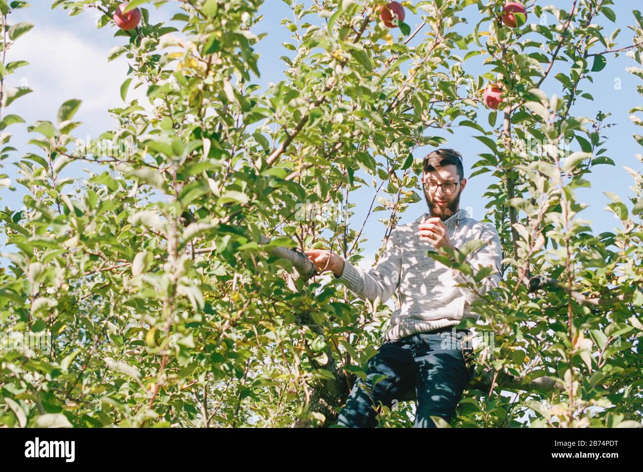 Picking apples hi-res stock photography and images - Alamy
