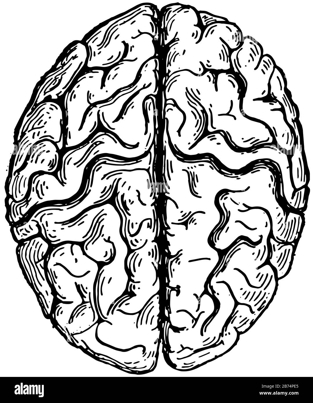 The cerebrum seen from above showing the hemispheres, vintage line ...
