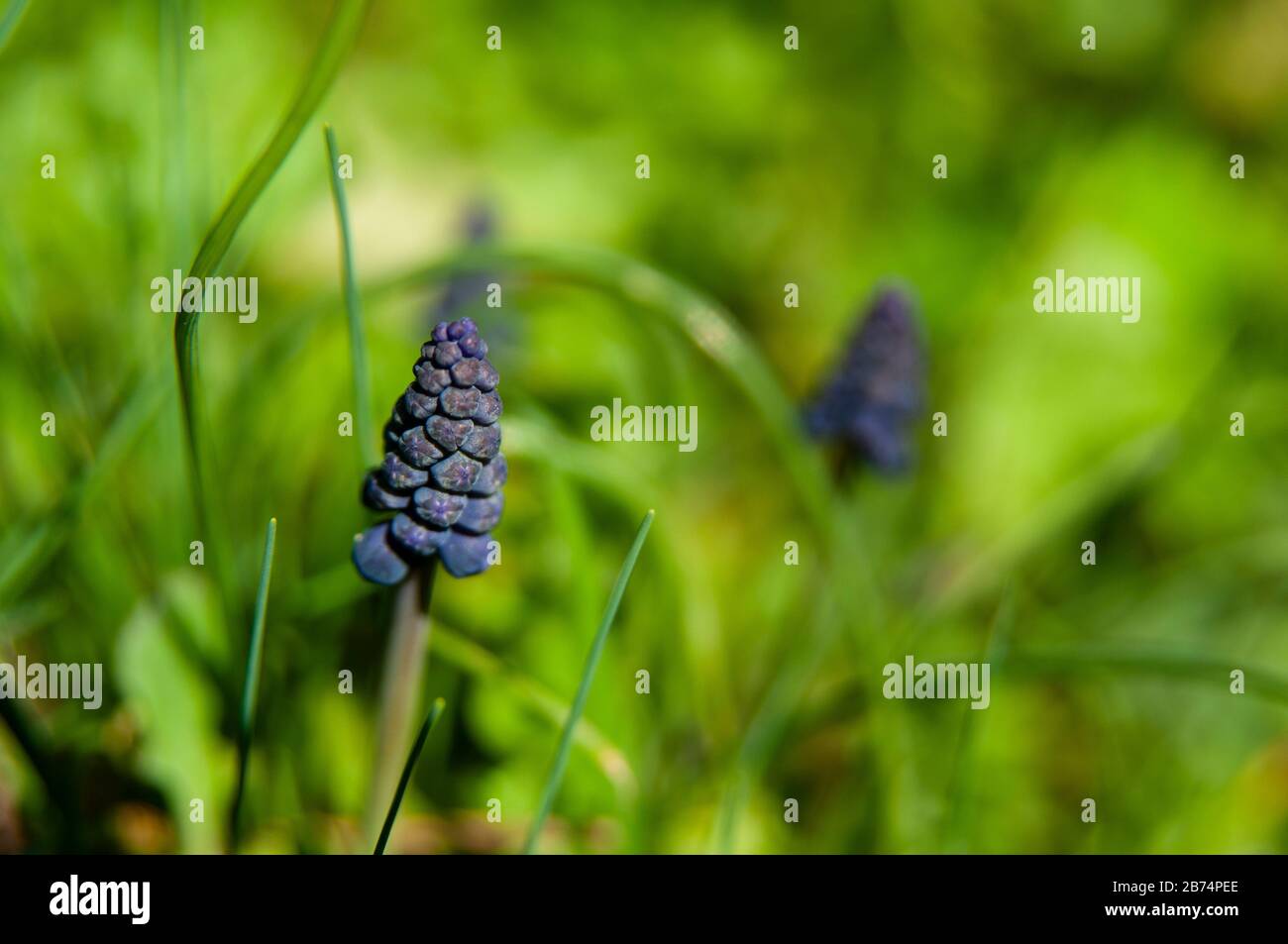 Spring starts hi-res stock photography and images - Alamy