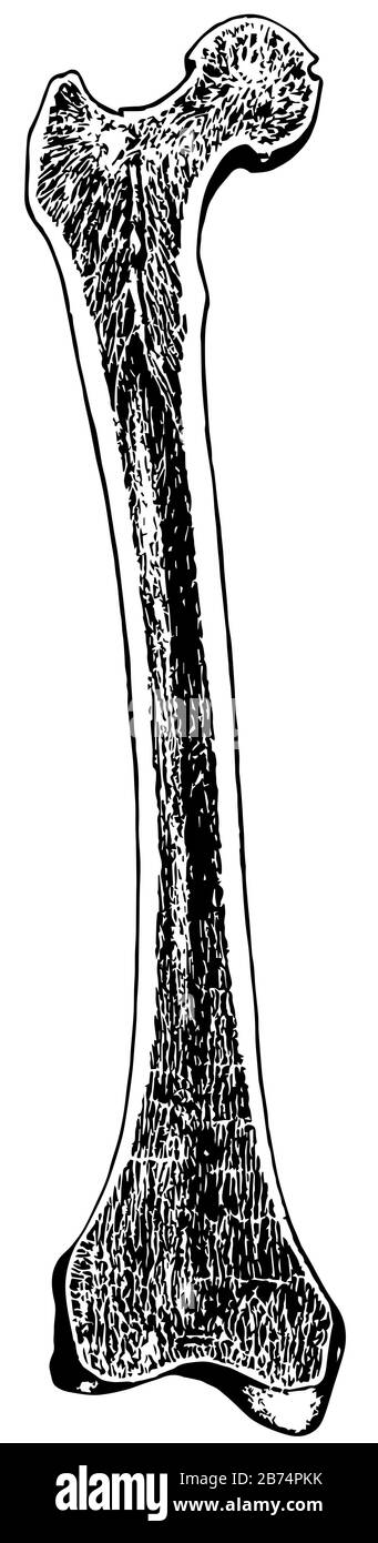 The Right Femur sawed in Two Lengthwise, vintage line drawing or ...