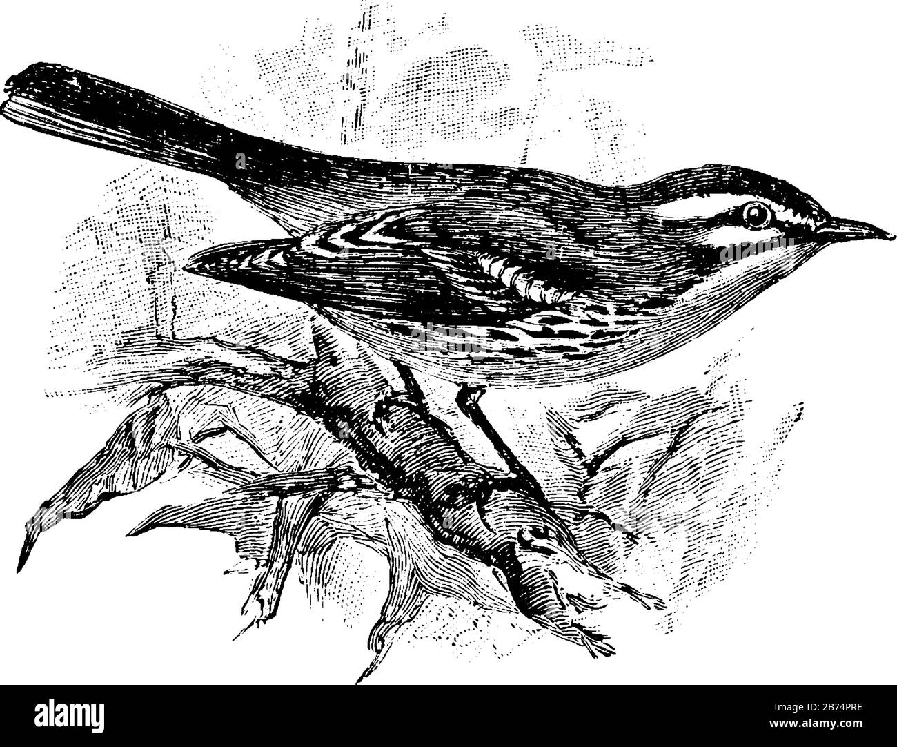 Prairie warbler Cut Out Stock Images & Pictures - Alamy