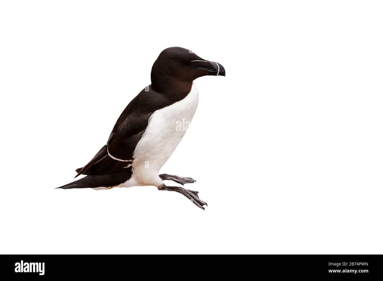 Razorbill / lesser auk (Alca torda) against white background Stock ...