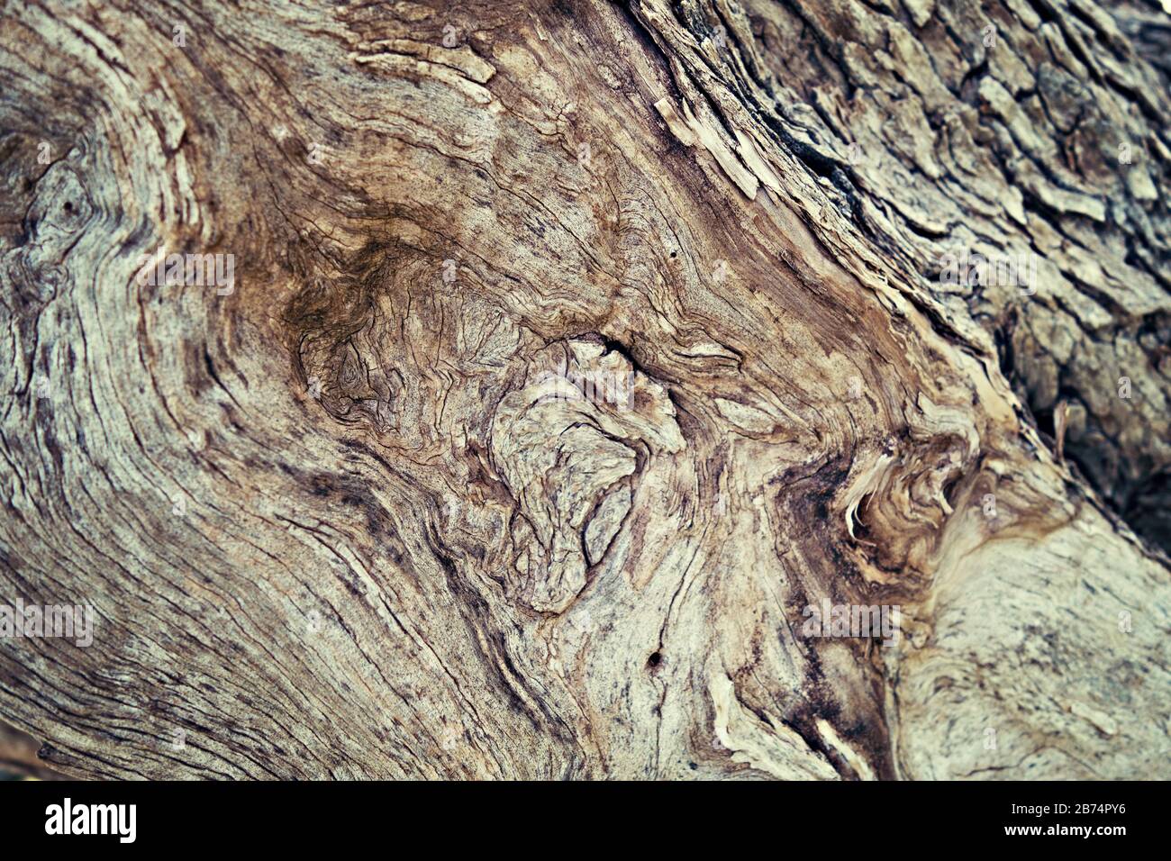 Olive Tree Wood Texture High Resolution Stock Photography and Images ...