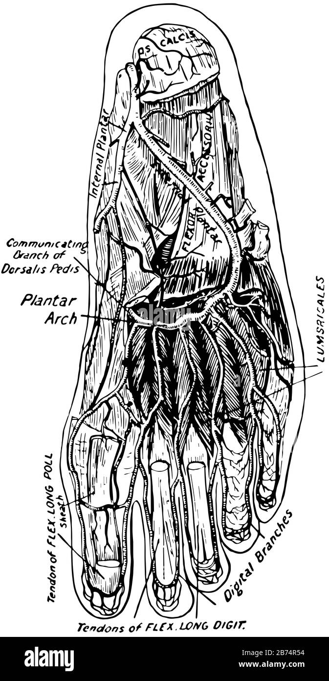The sole of a human foot, vintage line drawing or engraving ...