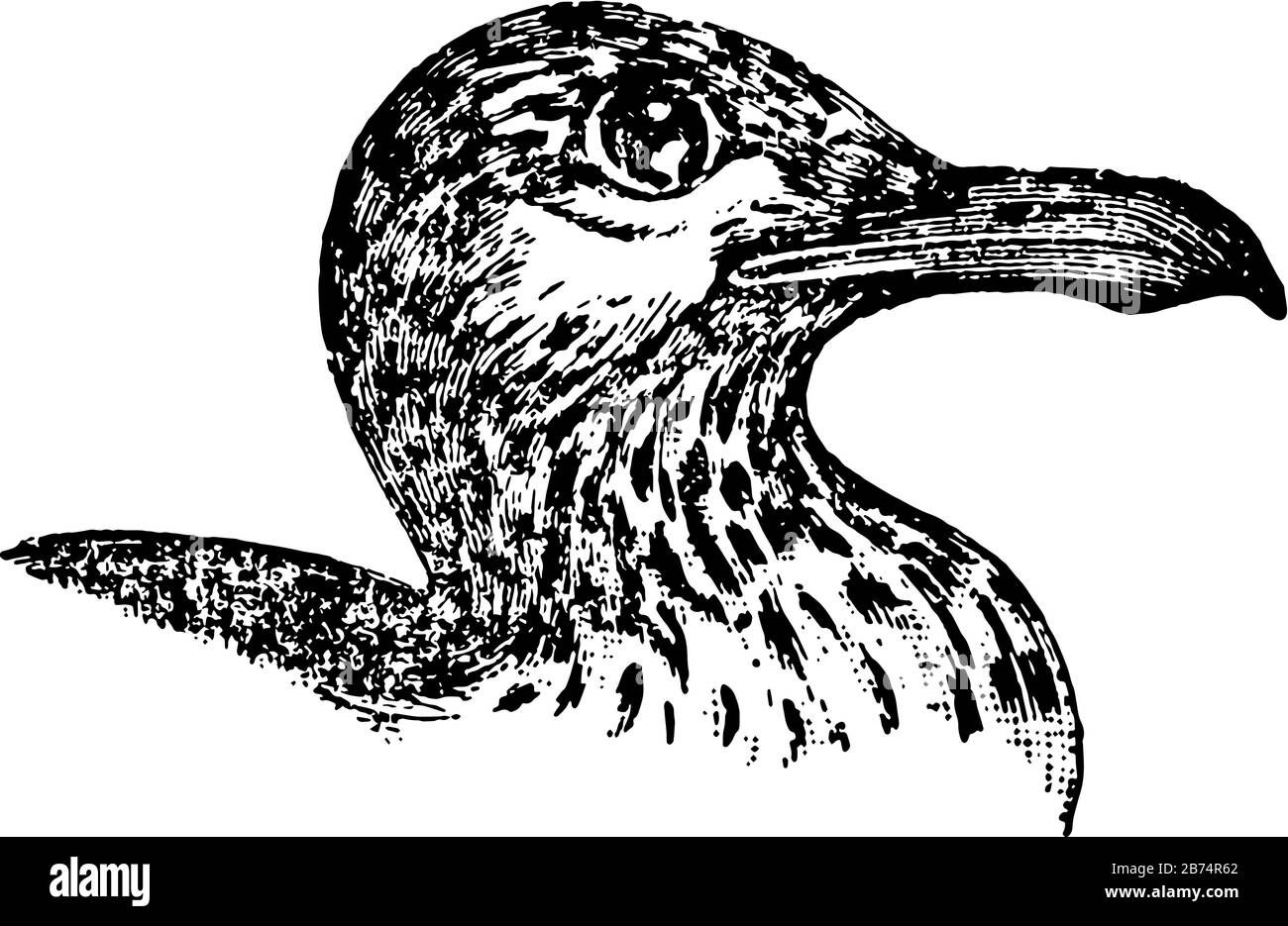 This illustration represents Great Black Backed Gull, vintage line ...