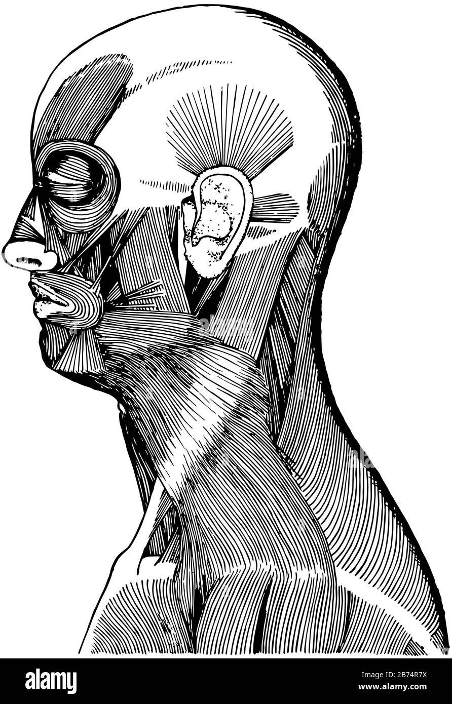 This illustration represents Muscles of the Face and Neck, vintage line ...